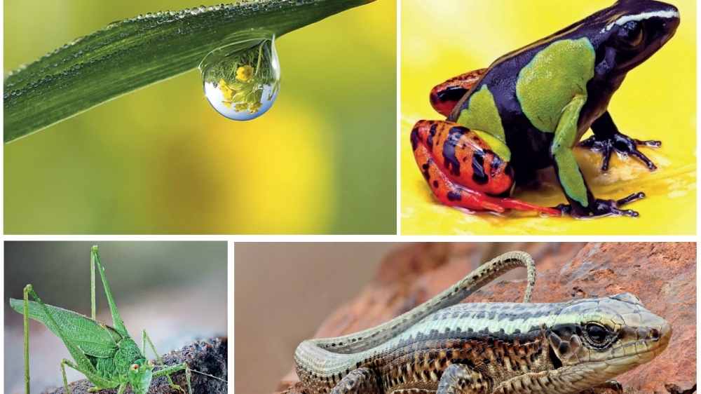 Exposition Hyper Nature | Bedarieux.fr